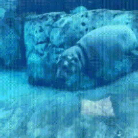 Qua rồi cái thời của chó, mèo, thỏ và hamster: Hà mã giờ mới là chuẩn ...