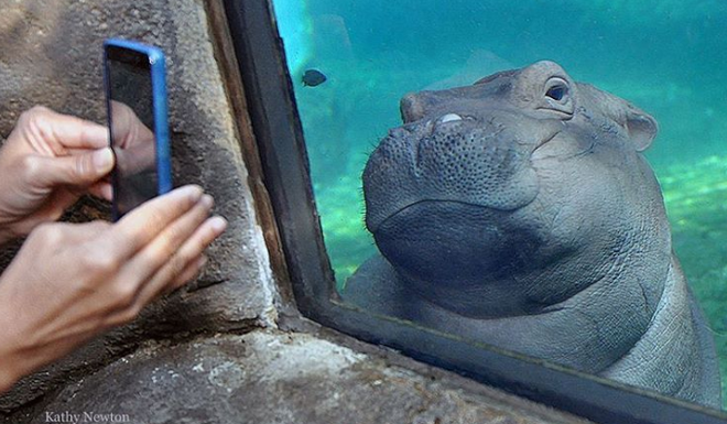 Qua rồi cái thời của chó, mèo, thỏ và hamster: Hà mã giờ mới là chuẩn ...