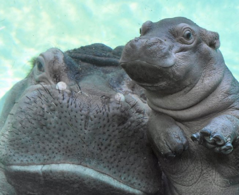 Qua rồi cái thời của chó, mèo, thỏ và hamster: Hà mã giờ mới là chuẩn ...